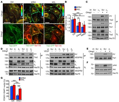 Effect Of α 5 β 1 Integrin On Angiopoietin Induced Tie Receptor Download Scientific Diagram