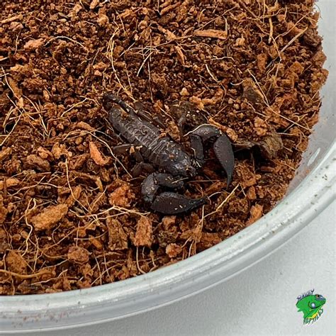Dwarf Wood Scorpion Adult 1 Inch Strictly Reptiles