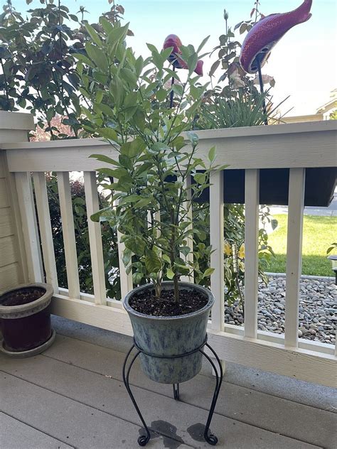 Trautman Juniper Trees For Sale