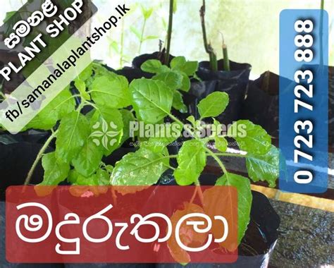 මදුරුතලා Maduruthala Plants And Seeds