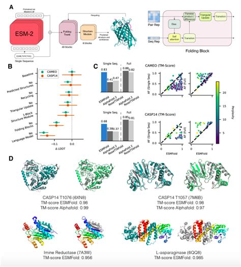 Bioinformatics Protein Structure Prediction ESMFold AlphaFold Protein Function Artificial
