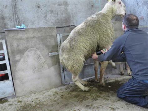 Ram Semen Assessment Semen Sexting Agents Ram Cervical AI