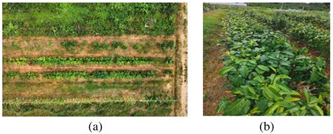 Agronomy Free Full Text Detection And Localization Of Tea Bud Based