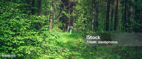 선명한 녹색 단풍나무와 식물아름다운 울창한 숲 풍경 남자는 무성한 식물로 둘러싸인 깊은 숲에서 길을 잃었습니다 선명한 녹지가있는