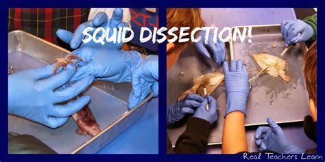 Real Teachers Learn Dissecting Squid With 4th Graders