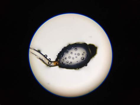 33 Zygospore Forming Fungi Biology Libretexts