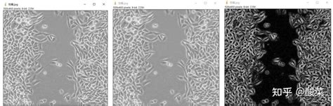 老司机带你解锁imagej划痕实验宽度分析 手把手教你！！ 知乎