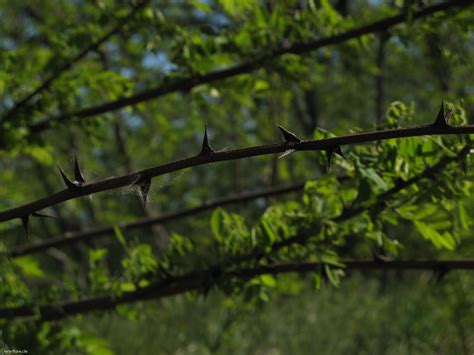 Wallpaper Forest Grass Sky Branch Green Fence Thorns Tree