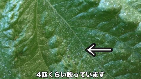 野菜の葉の表面に白い斑点や擦れがあると裏面に害虫ハダニがいる！葉ダニの見つけ方と駆除方法 やさいガーデン