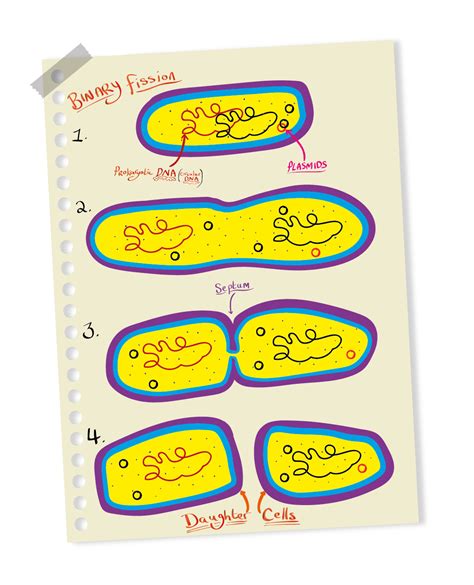 How Do Bacteria Divide Binary Facebook