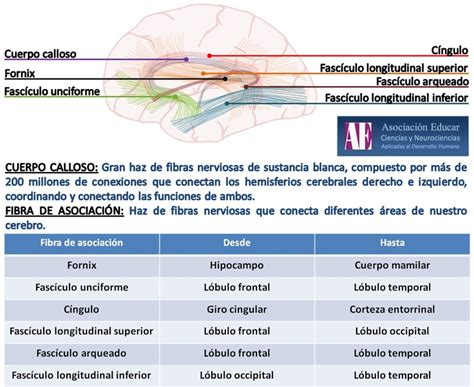 Fibras De Asociación Asociación Educar Ciencias Y Neurociencias