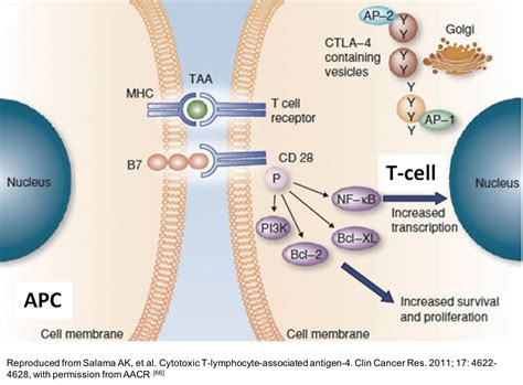 Guidelines For The Evaluation Of Immune Therapy Activity