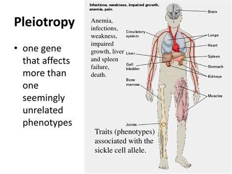 Ppt Non Mendelian Genetics Powerpoint Presentation Free Download