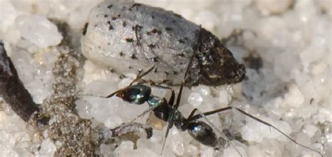 Little Black Ant Spiritual Meaning Symbolism And Totem 2025