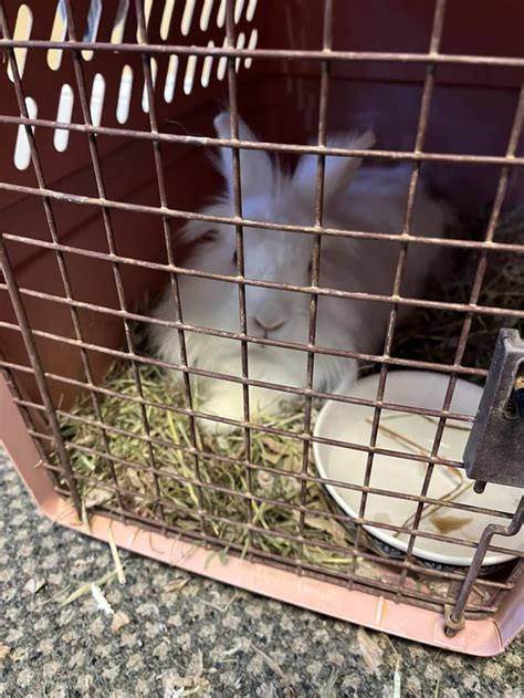 What Did Ruby Do To Go To Jail R Rabbits