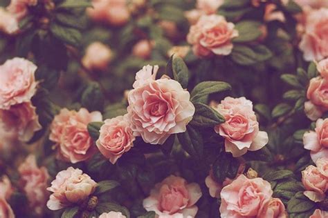 [100 ] Fondos De Fotos De Flor Vintage