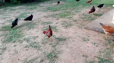 බිත්තරේ හැඩයෙන් කිකිළි බිත්තර සහ කුකුල් බිත්තර වෙන වෙනම හඳුනා ගැනීම Youtube