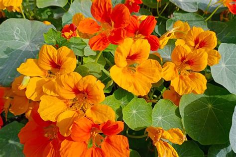 How To Propagate Fuchsia Plants From Stem Cuttings