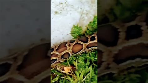 Python In Home Shorts Youtube Youtube Viral Shorts YouTube