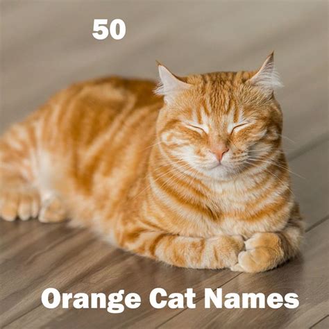 50 Orange Cat Names Name Ideas For Your Orange Cat Orange Tabby