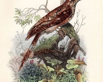 Whippoorwill Etsy