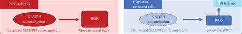 Role Of Nadph Oxidase Mediated Ros In Cisplatin Resistance Of Nsclc