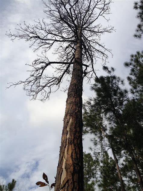 Experimenting With Trees 12 Photograph By Ron Hedges Fine Art America