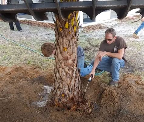 How To Move A Large Palm Without Killing It With Pictures