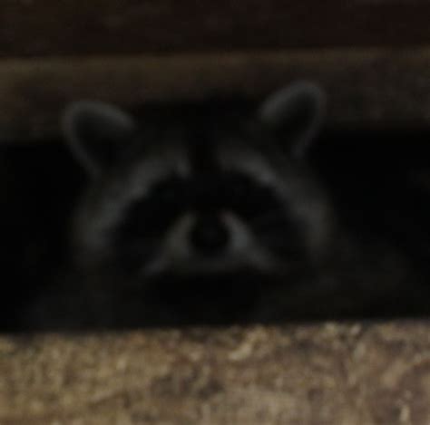 Raccoon Recognition Classification Dataset And Pre Trained Model By Raccoon Recognition