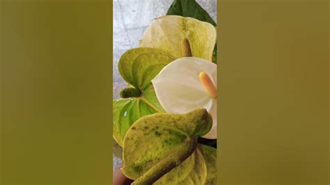 ඔන්න හිත පිරෙන්නම දුන්න එයාලාව රැපියල් 18000ක මල් ස්තූතියි 0752878676 Youtube