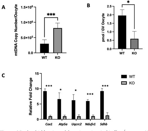 Figure 3 From Mitochondrial Unfolded Protein Response Gene Clpp Is Required For Oocyte Function