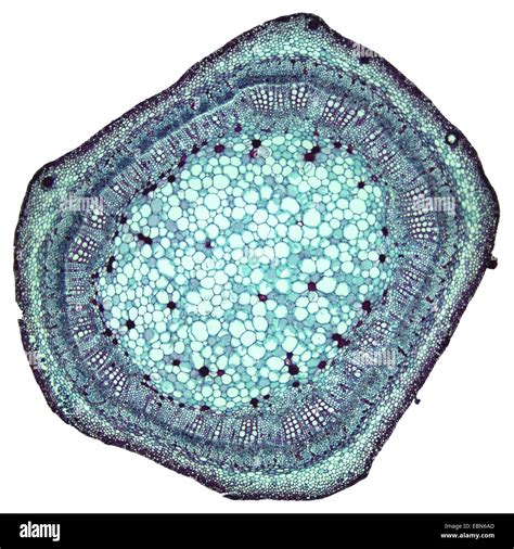 Squash Petiole Microscope Slide