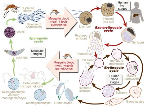 Kingdom Protista Biology4isc