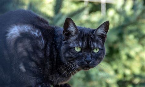 Ella In Memory The Wildcat Sanctuary