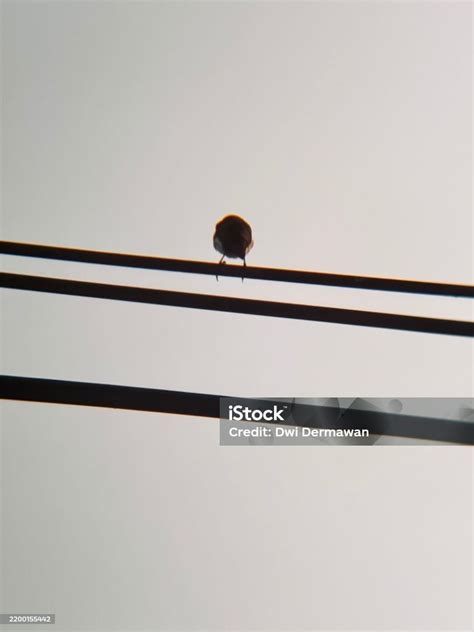 미니멀한 하늘을 배경으로 전선 위에 앉아 있는 작은 새 줌 렌즈로 캡처 전선에 쉬고 있는 작은 새의 실루엣 부드러운 빛 단순한 구성 고요한 순간 고독 개념에 대한 스톡 사진