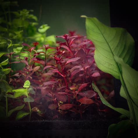 Super Red Ludwigia Ludwigia Palustris Super Red Shophaw