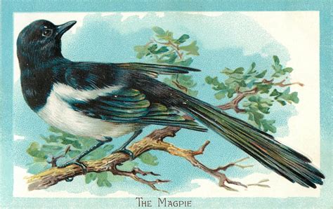 Сорока перелетная птица фото и картинки 66 штук