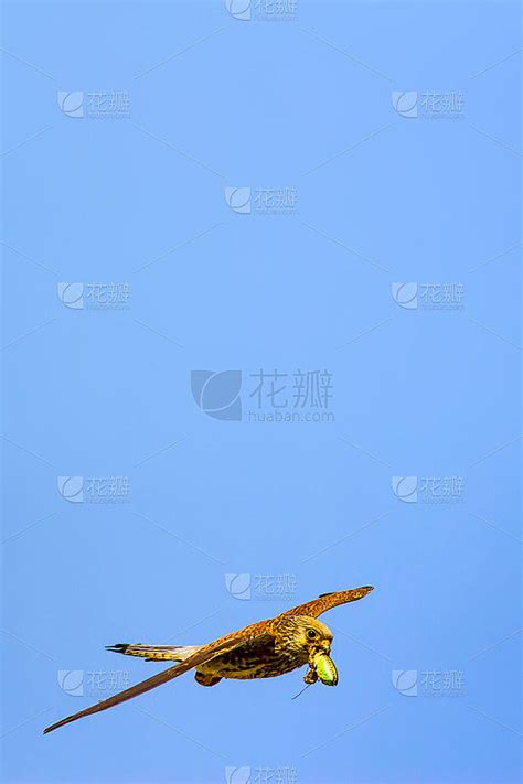 鸟的猎物。飞翔的鸟。蓝色的天空背景。猎鹰小红隼。法尔科naumanni。