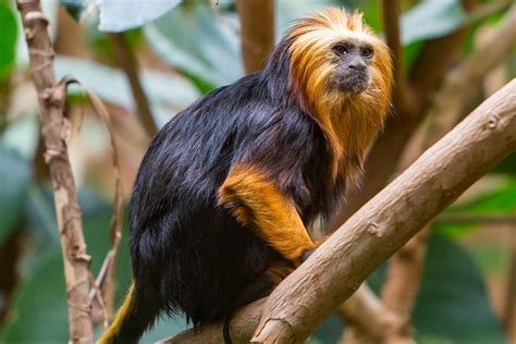Mais De 30000 Imagens Grátis De Mico Leão Dourado E Leão Pixabay