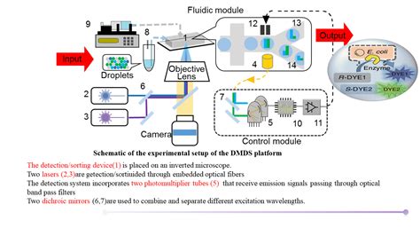科学网—利用双通道微流控液滴筛选技术，针对对应选择性的酶进行高效分子进化 苏小运的博文