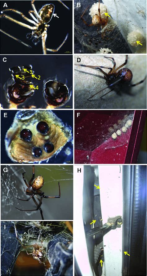 Common Morphological Characteristics Of Latrodectus Geometricus