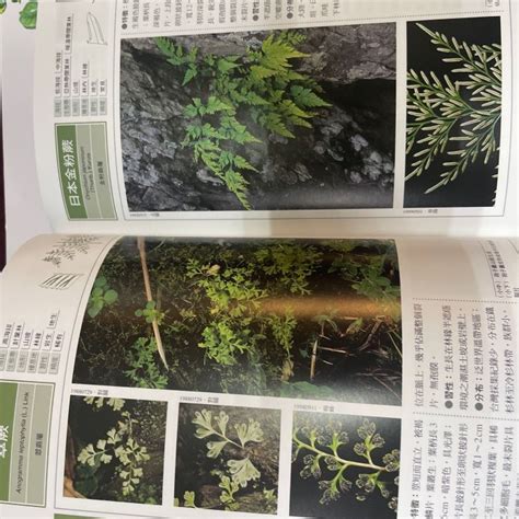 蕨類觀察圖鑑 Yahoo奇摩拍賣