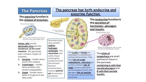 Pancreatitis Etiology Pathophysiology And Nutrition Pptx