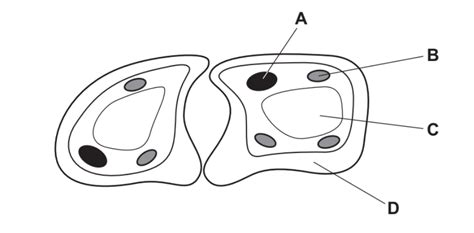 Igcse Biology 0610 2 1 Cell Structure Igcse Style Questions Paper 1