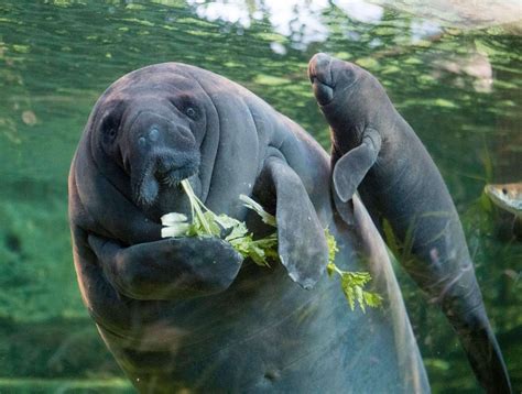 X Manatee X Manatee