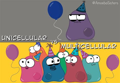 Multicellular Cells