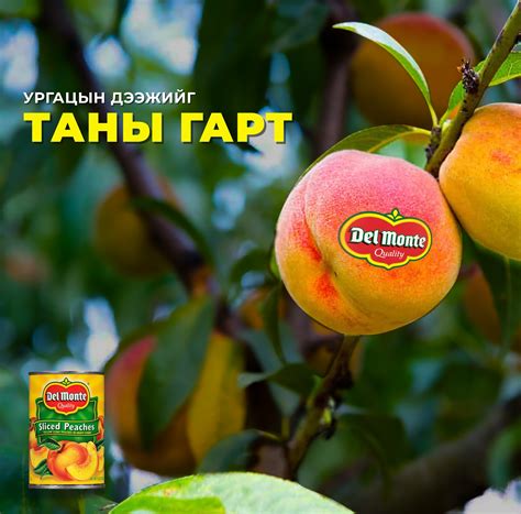 Recipe Mongolia Амтат хоолны жор Ulaanbaatar