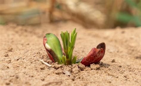 花生種植時間及種植技術要點 每日頭條