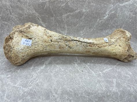 Cave Bear Tibia