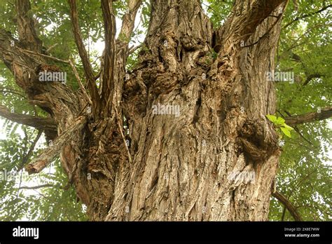 Virginia U S A Close Up Of The Rough Textured Tree Bark Of A Black Locust Tree Stock Photo Alamy